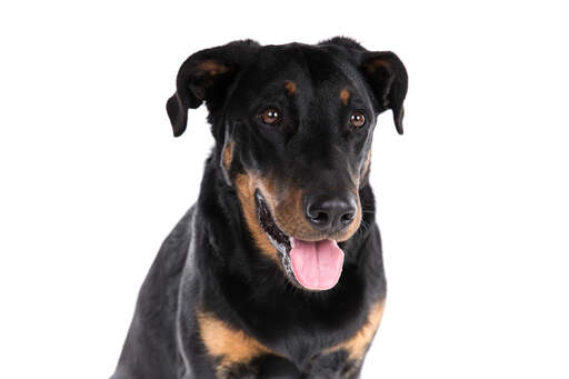 Beauceron hund | Dog Breeds