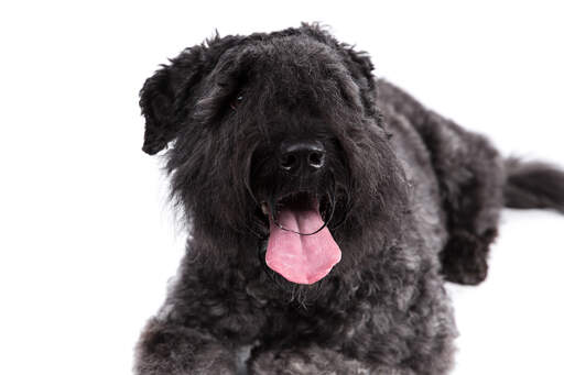 Bouvier Des Flandres hund | Dog Breeds