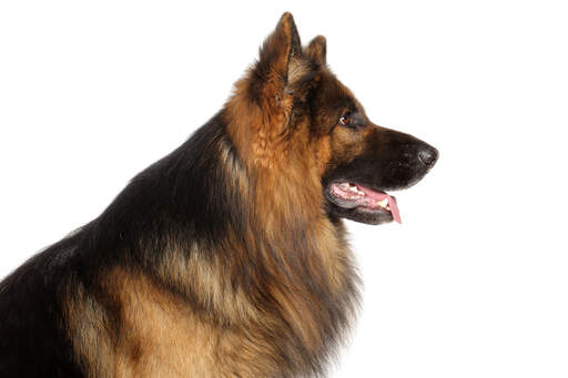 Schæferhund | Dog Breeds