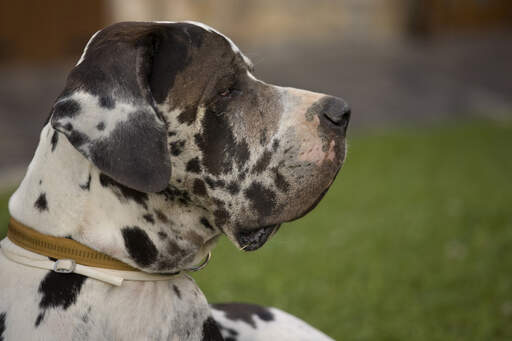 Granddanois hund | Dog Breeds