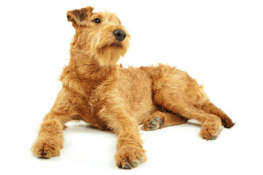 Irsk terrierhund | Dog Breeds
