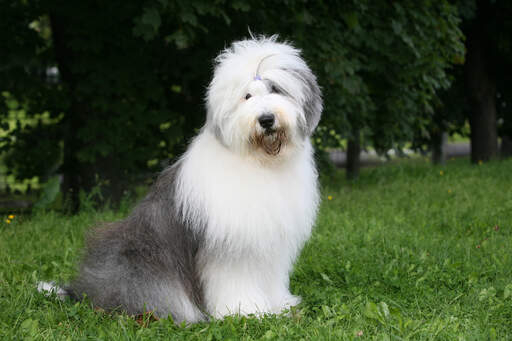 Old English fårehund | Dog Breeds