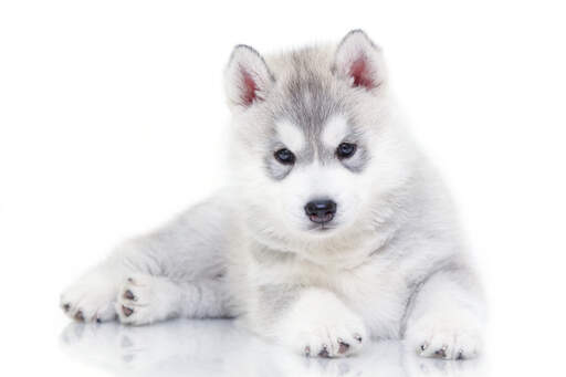 Siberian Husky hund | Dog Breeds