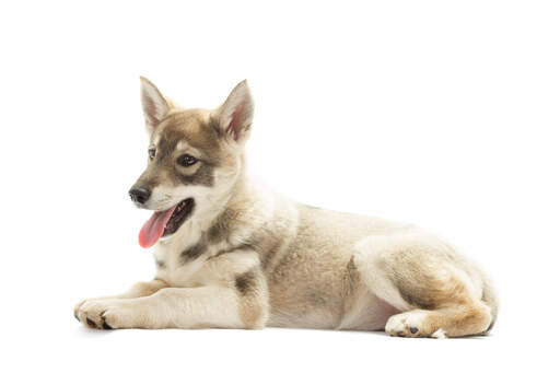Siberian Husky hund | Dog Breeds