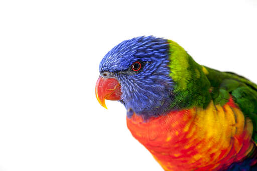 Regnbuelori papegøje | Parrot Breeds