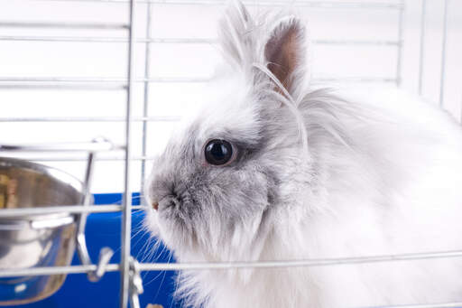 Angora kanin | Angora For Sale | Rabbit Breeds