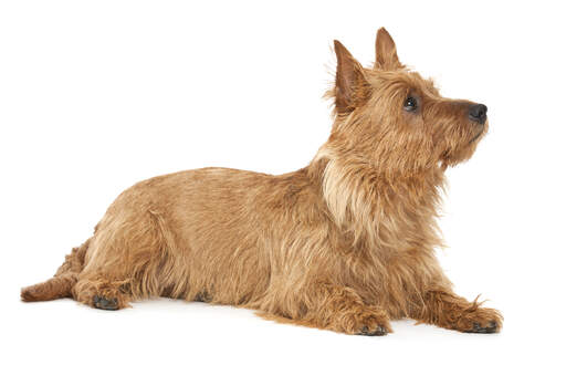 Australsk Terrier hund | Dog Breeds