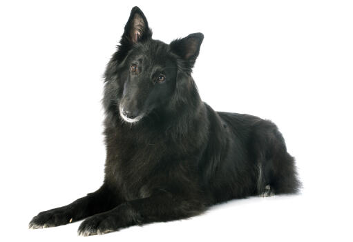 Belgisk hyrdehund (Groenendael) | Dog Breeds