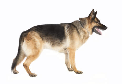 Schæferhund | Dog Breeds