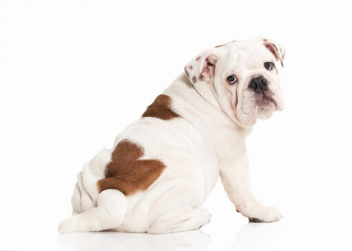 Engelsk Bulldog hund | Dog Breeds