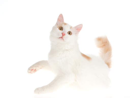 Tyrkisk Van kat | Cat Breeds