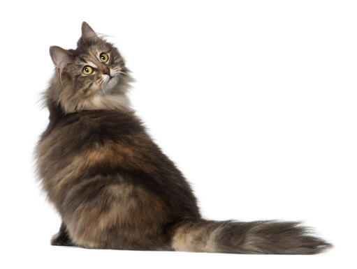 Norsk skovkat | Cat Breeds