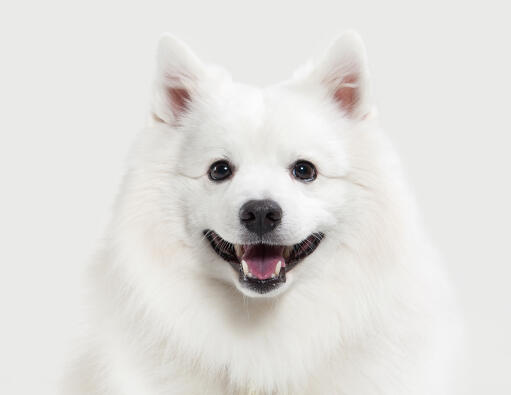 Japansk Spitz hund | Dog Breeds