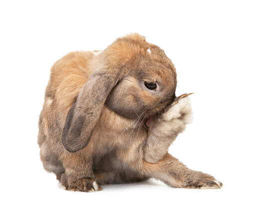 Lop dværgkanin | Dwarf Lop For Sale | Rabbit Breeds