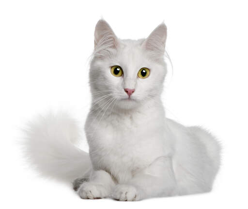 Tyrkisk angora kat | Cat Breeds