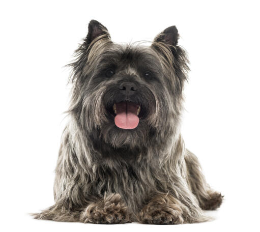 Cairn Terrier hund | Dog Breeds