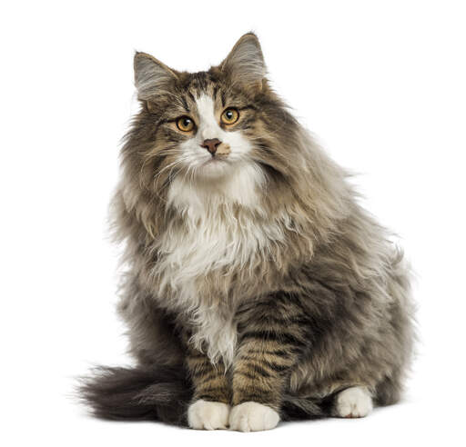 Norsk skovkat | Cat Breeds
