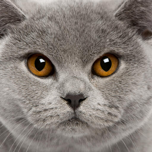 Britisk korthår - Self kat | Cat Breeds