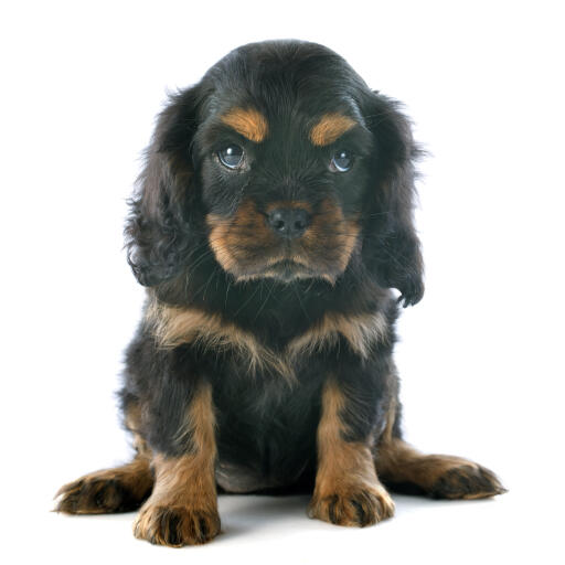 Cavalier King Charles Spaniel hund | Dog Breeds