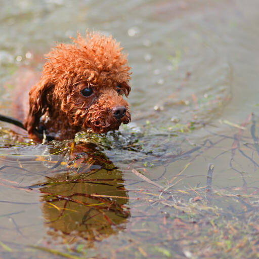 Miniature puddelhund | Dog Breeds