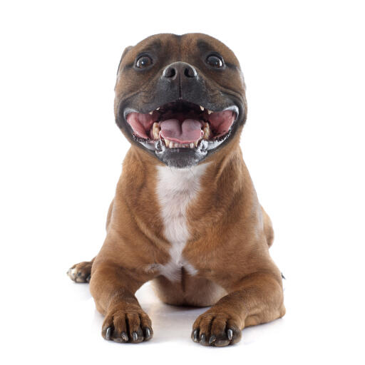 Staffordshire Bull Terrier hund | Dog Breeds