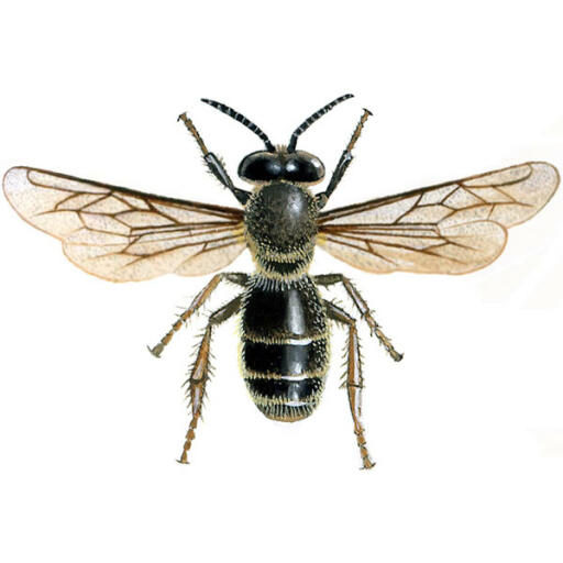 Honningbi | Honeybee For Sale | Bee Types