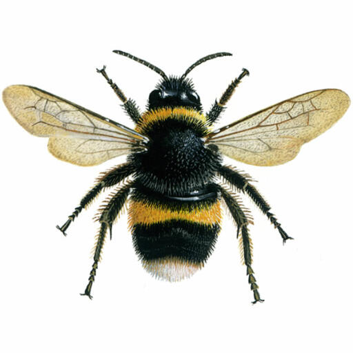Humlebi | Bumblebee For Sale | Bee Types