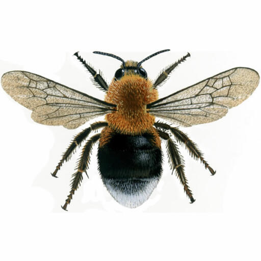 Humlebi | Bumblebee For Sale | Bee Types