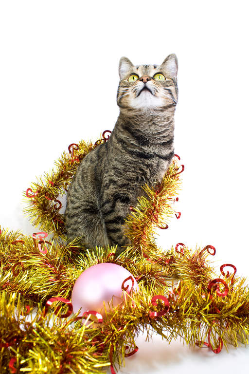 California Spangled kat | Cat Breeds