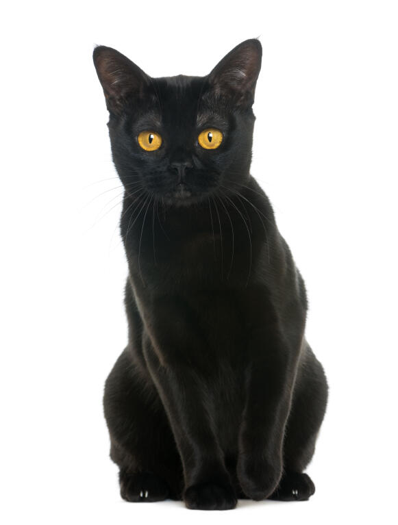 Bombay kat | Cat Breeds