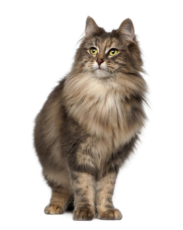 Norsk skovkat | Cat Breeds