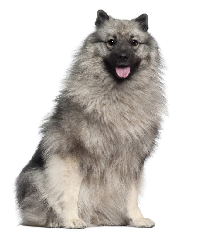 Keeshond hund | Dog Breeds