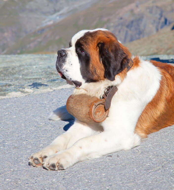 Sankt Bernards hund | Dog Breeds