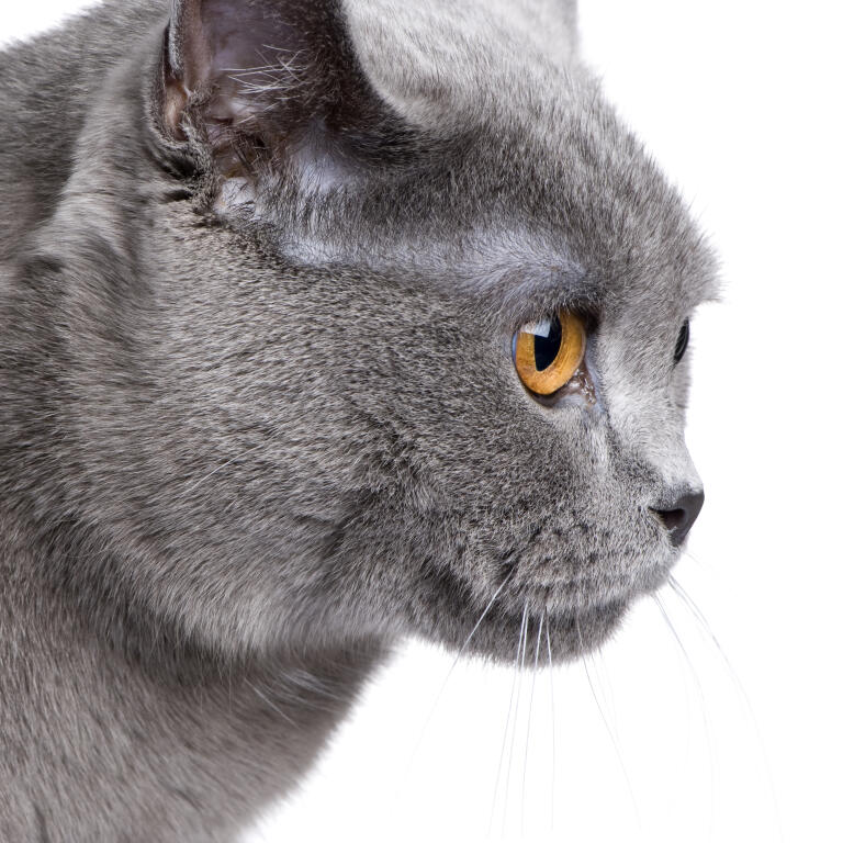 Chartreux kat | Cat Breeds