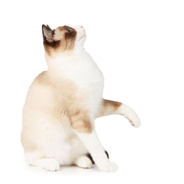 Sneskokat | Cat Breeds