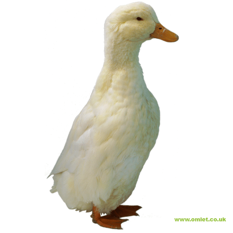 Pekin and | Anderacer
