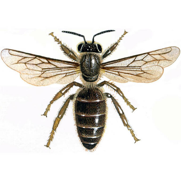 Honningbi | Honeybee For Sale | Bee Types
