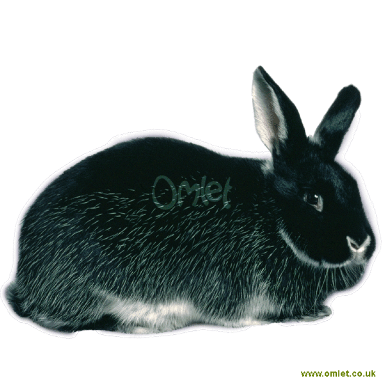 Sølvrævekanin | Silver Fox For Sale | Rabbit Breeds