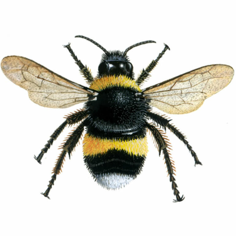 Humlebi | Bumblebee For Sale | Bee Types