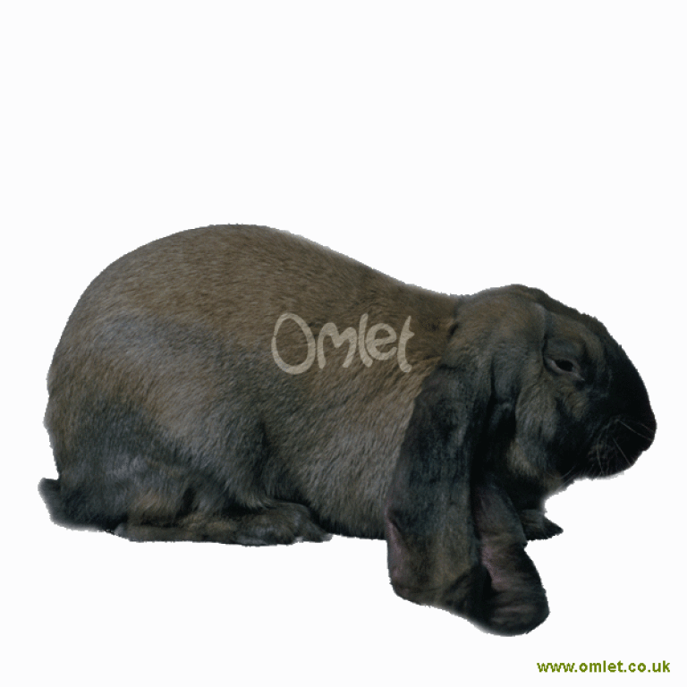 Engelsk Lop kanin | English Lop For Sale | Rabbit Breeds