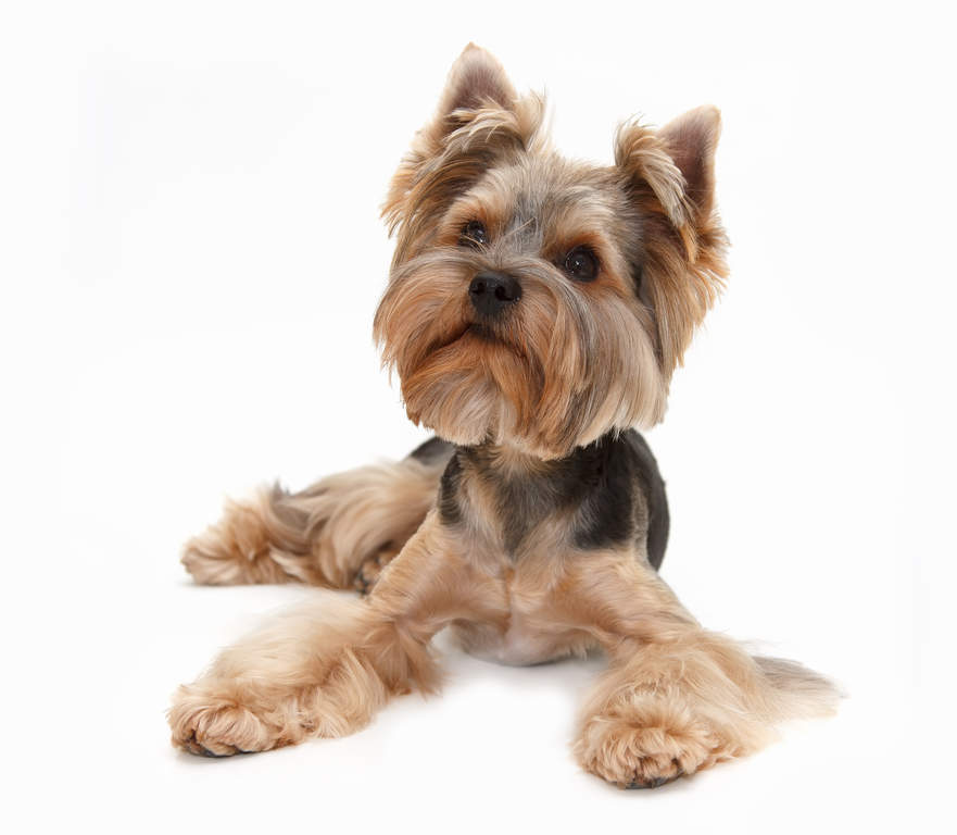 Yorkshire Terrier hund | Dog Breeds