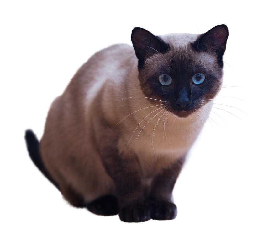 Siamesisk - Self point kat | Cat Breeds