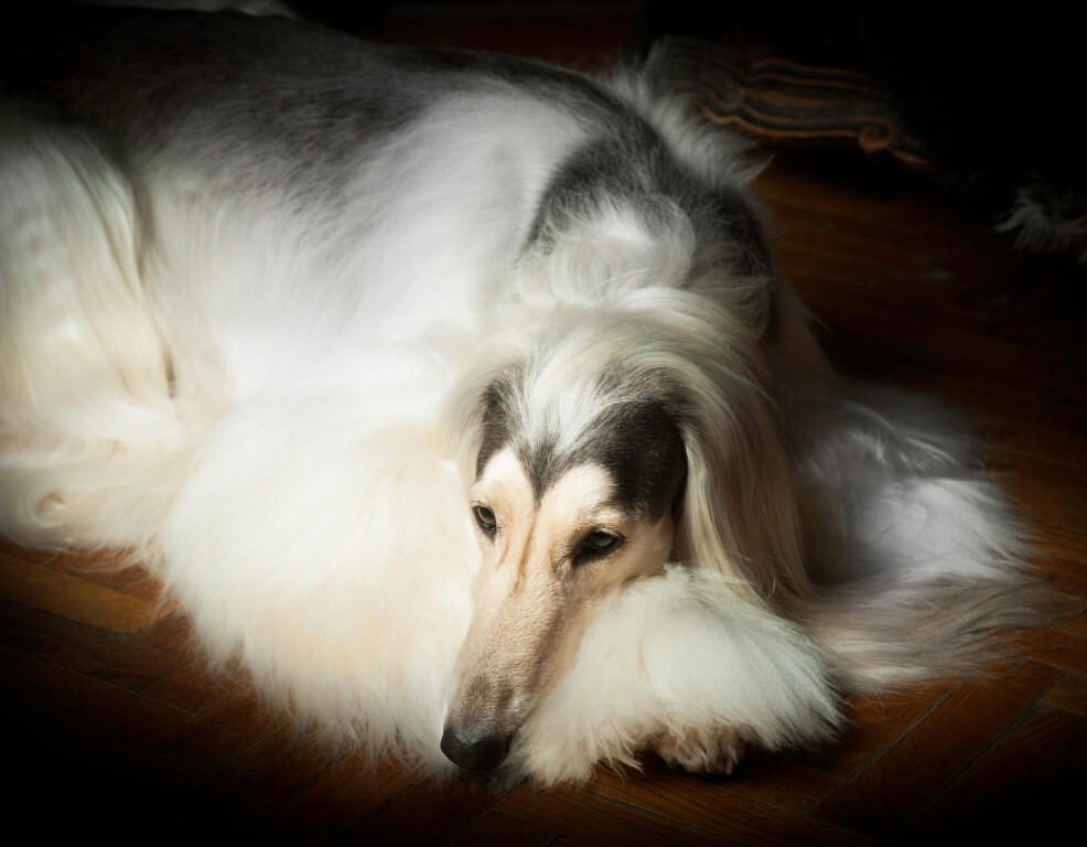 Afghansk hund | Dog Breeds